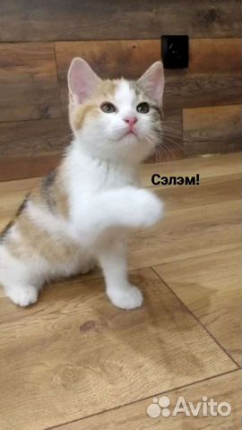 Шотландские прямоухие котята