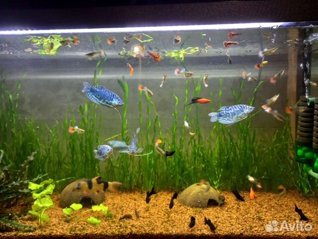 Красивые рыбки гуппи