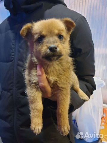 Малышка мечтает о семье