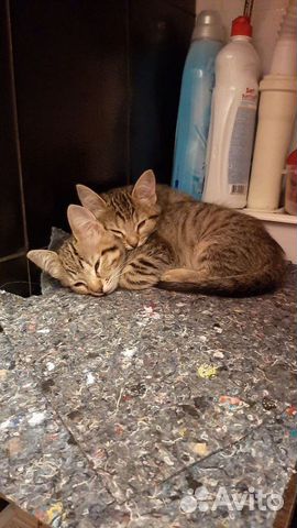 Дружелюбные котята (здоровы,привиты,игривы,урчаты)