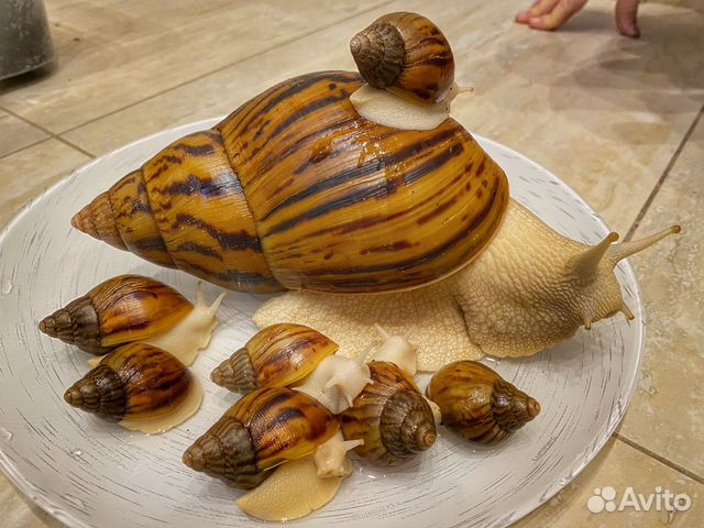 Улитка Ахатина Тигр Альбино