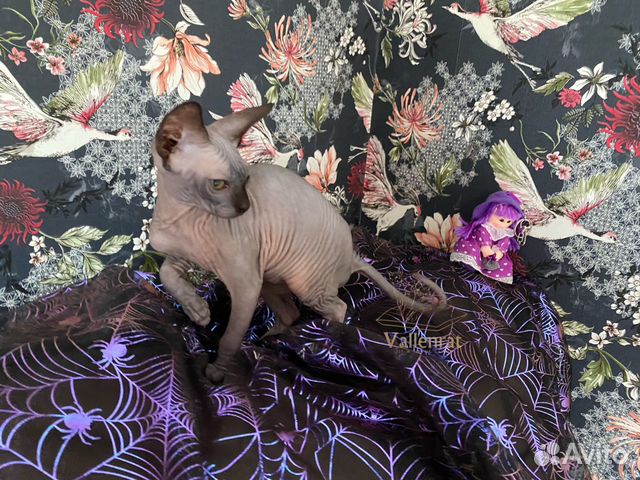 Ведьмочка на Хеллоуин