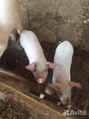 Поросенок ландрас