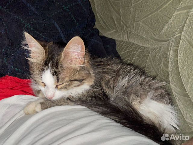 Кошка сибирская (котенок)