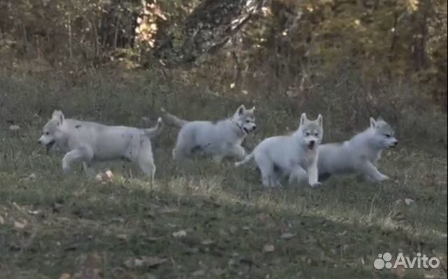 Щенки сибирского хаски, 2.5 месяца. Питомник