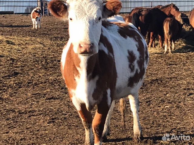 Коровы и телки