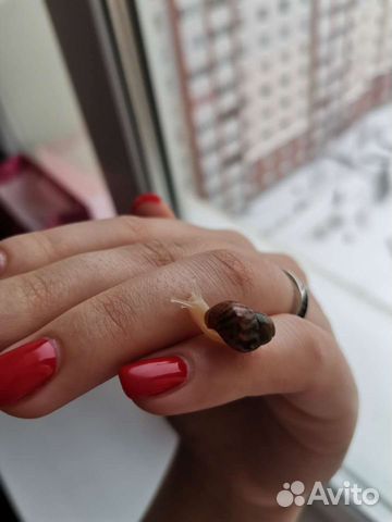 Улитки ахатины бесплатно