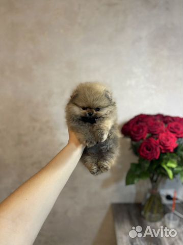 Дети померанского шпица