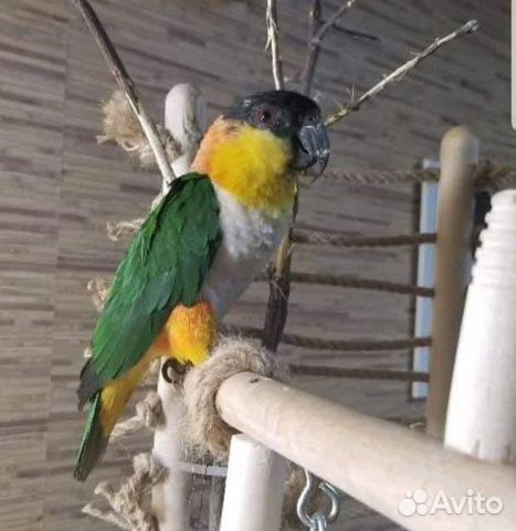 Черноголовый каик, самка