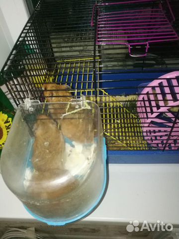 Серийские хомяки