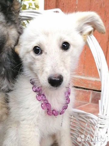 Щенок, девочка Умка, 5 месяцев