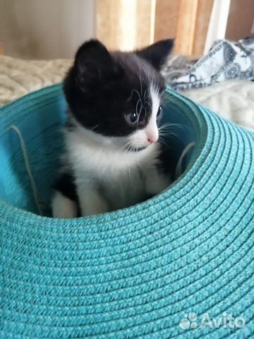 Котенок Джексон