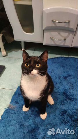 Подрощенный котёнок