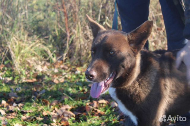 Пес Кокос шоколадный нос (щенок 6 мес, собака)