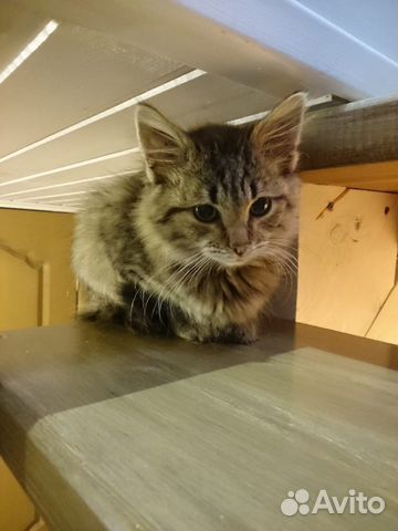 Отдадим котёночка в очень заботливые руки