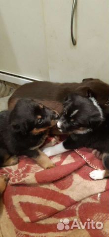 Собаки бесплатно в добрые руки щенки