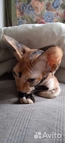 Канадский сфинкс котенок