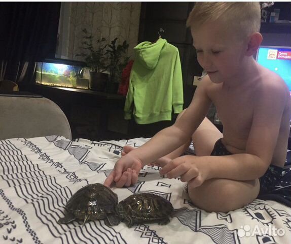 Красноухая черепаха с аквариумом,размер чуть больш