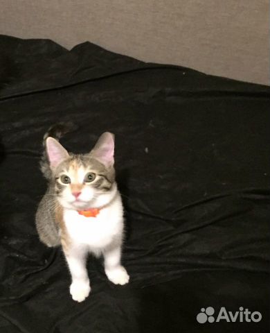 Кошка