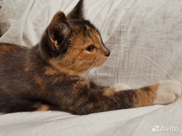 Рыжая кошечка 3 месяца бесплатно