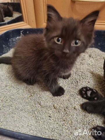 Котенок Самурай,2 мес