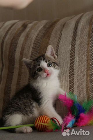 Котенок Коржик в добрые руки