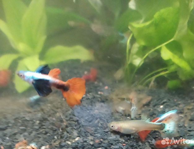 Гуппи слоновьи уши Дамбо