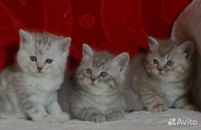 Британцы. Лиловый табби