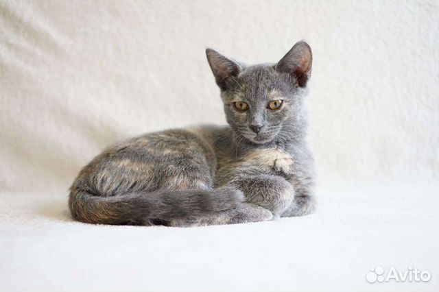 Красотка Лили 3 месяца в дар