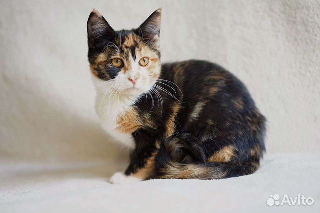 Ириска котёнок трёхцветная на счастье в дар