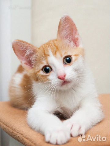 Рыженький котомальчик (2 мес.) ищет свою семью