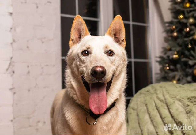 Чарли в добрые руки