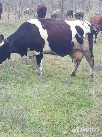 Корова и телята