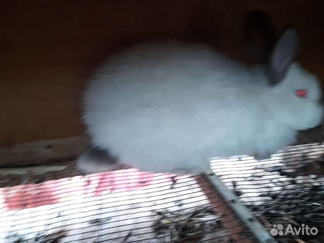 Кролики мясных пород