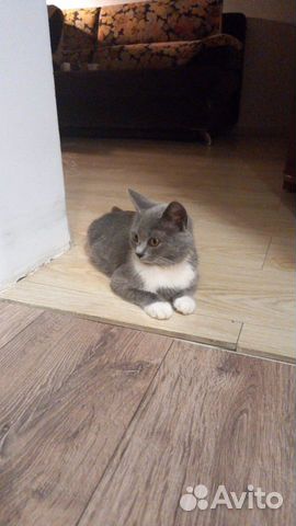 Внебрачная дочь британца