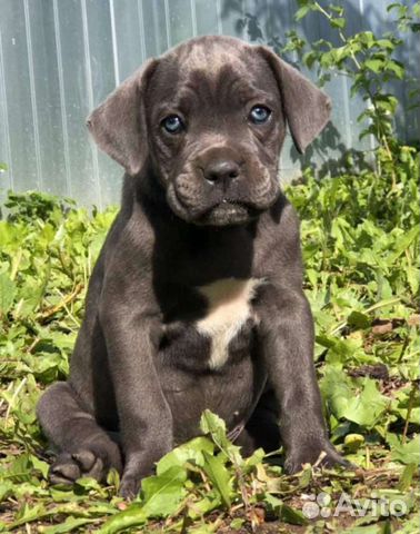 Голубая девочка 4 мес Итальянского Кане Корсо