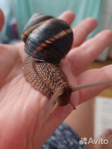 Улитки виноградные