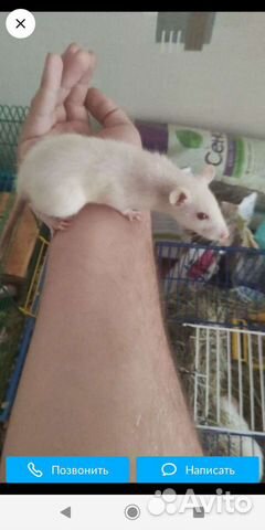 Крыса дамбо с клеткой