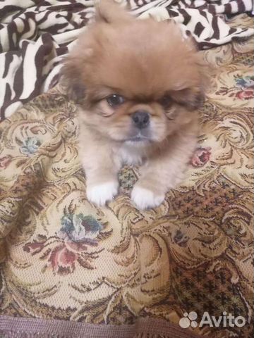 Щенки пекинеса