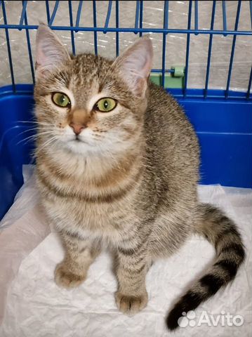 Полосатое счастье в дом