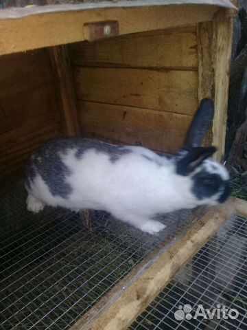 Кролик "Самочки"