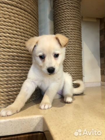 Метис лабрика в добрые руки