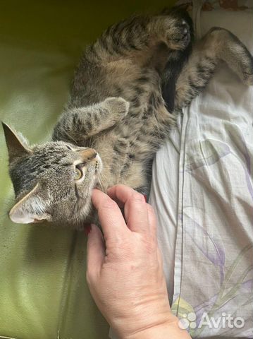 Котёнок Шпротик ищет добрые руки