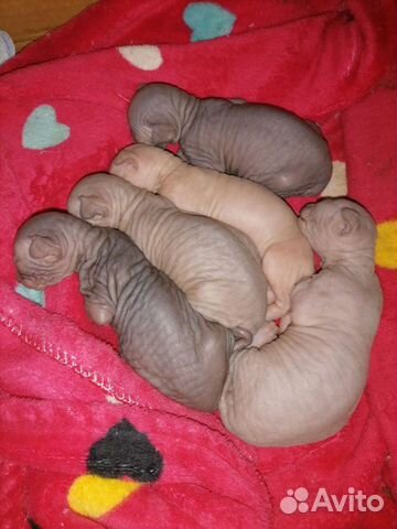 Канадский сфинкс котята