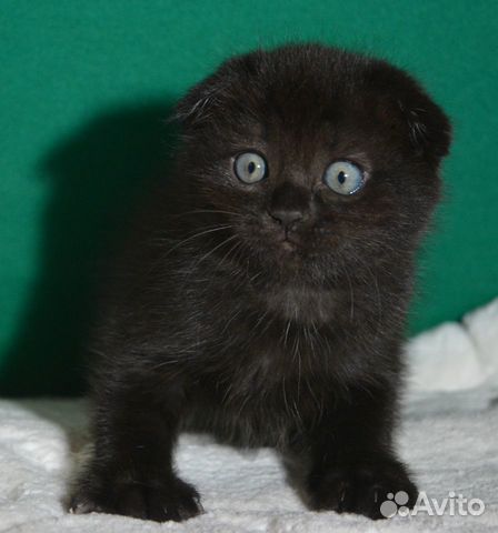 Вислоухая черная девочка