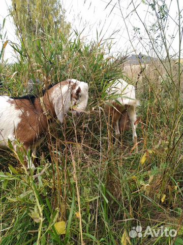 Козел ищет невест