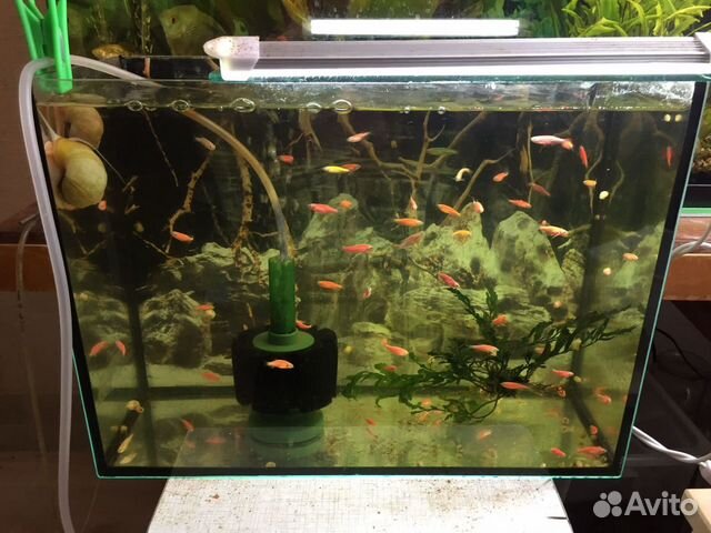 Рыбки Данио Гло - розовые