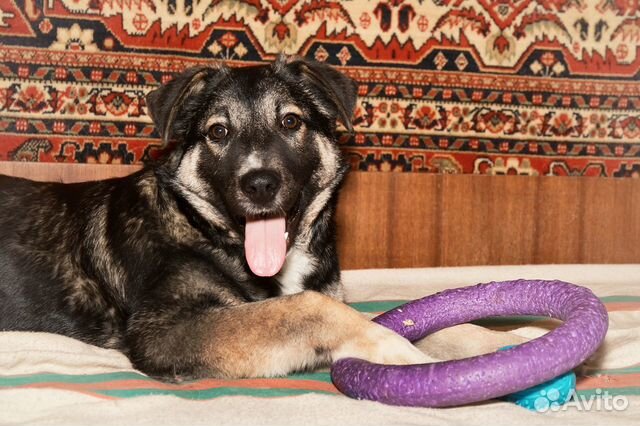 Плюшевый Мишутка ждет свою семью