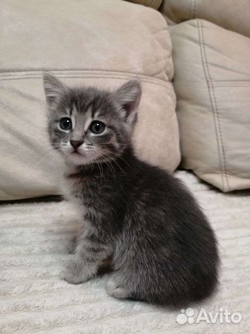 Отдаём милых котят