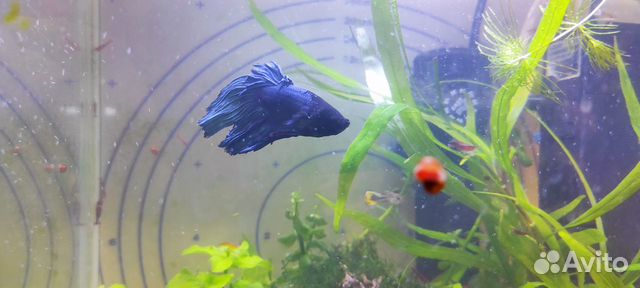 Рыбка петушок